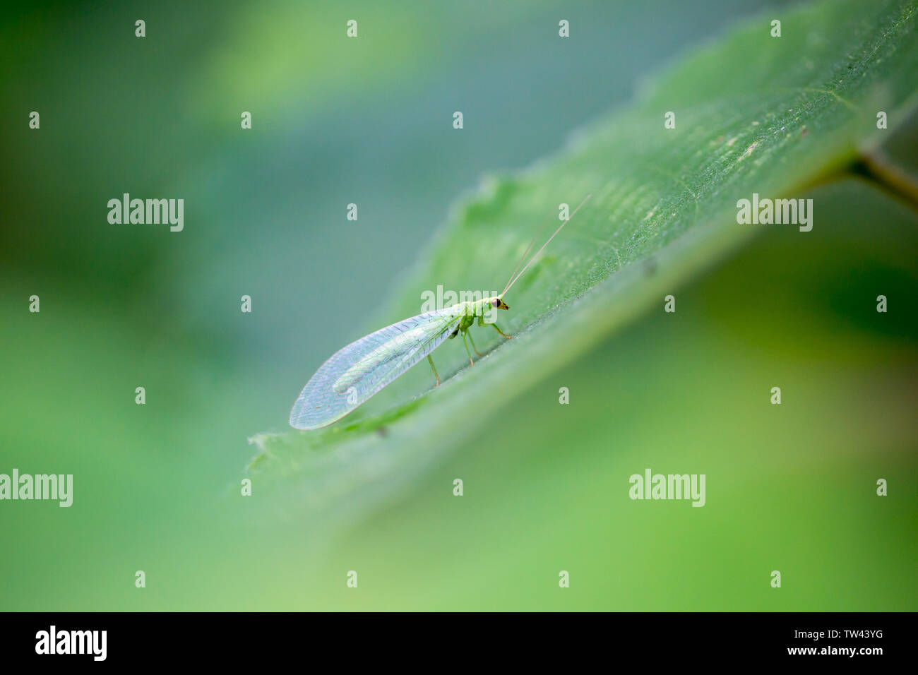 Water lacewing hi-res stock photography and images - Alamy