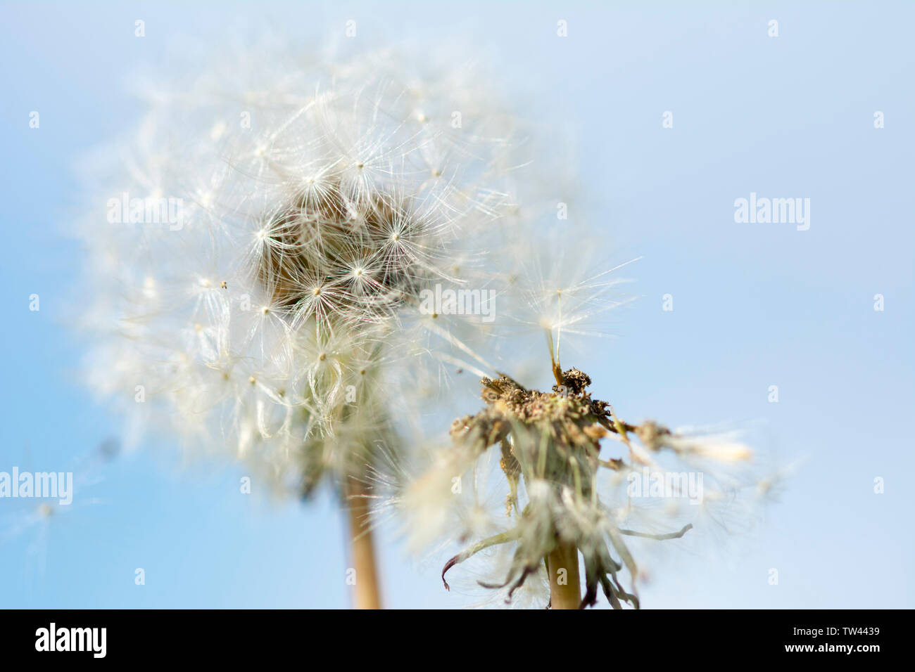 Dandelions in the wind Stock Photo - Alamy