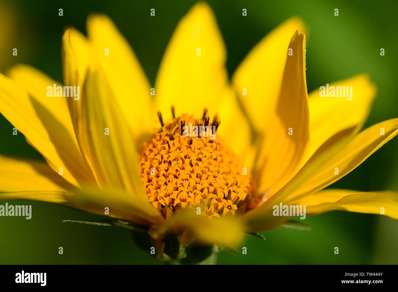 Heliopsis helianthoides summer sun hi-res stock photography and images ...