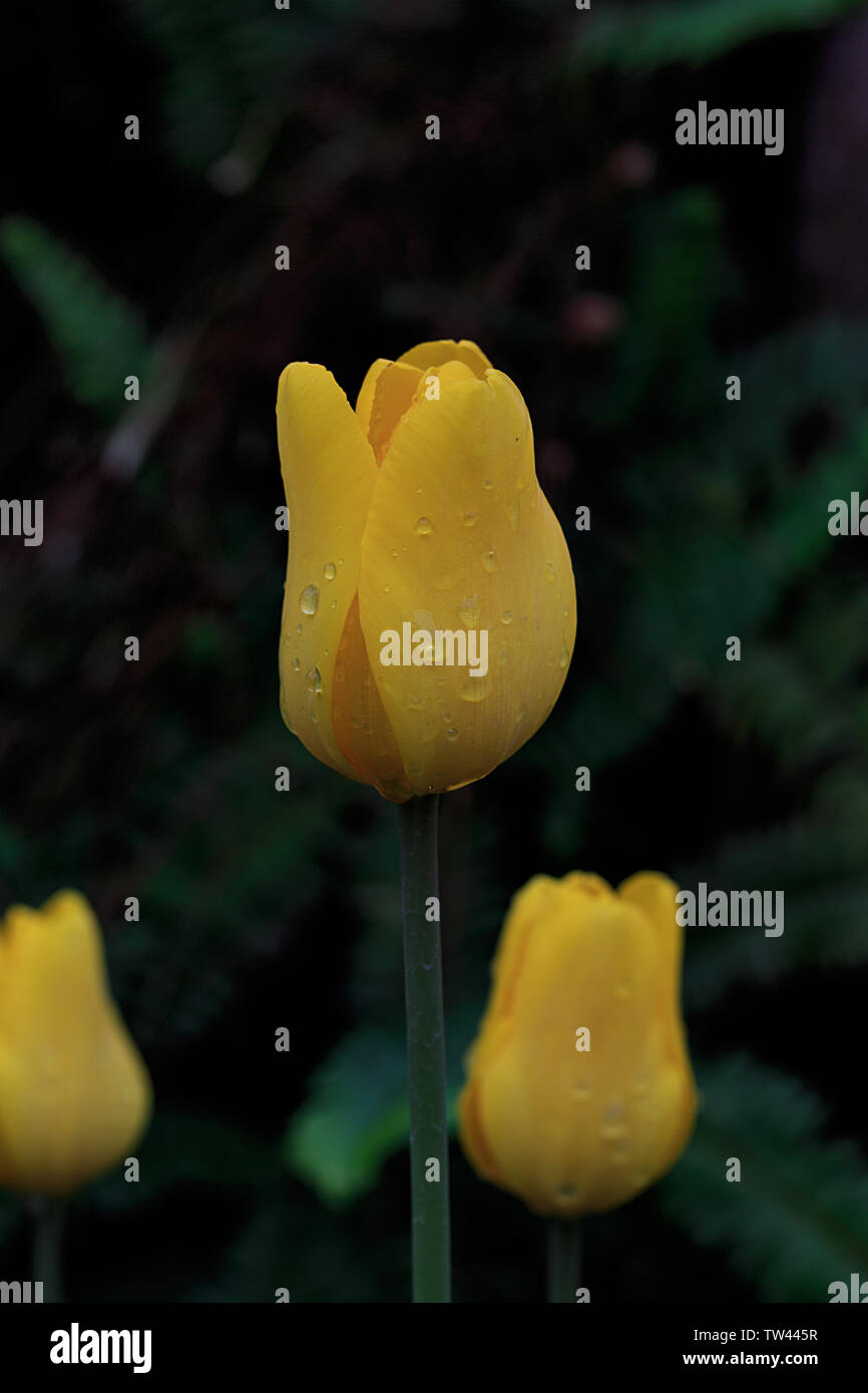 Temple fairs, Chinese New Year, blessings, incense, tulips, food ...