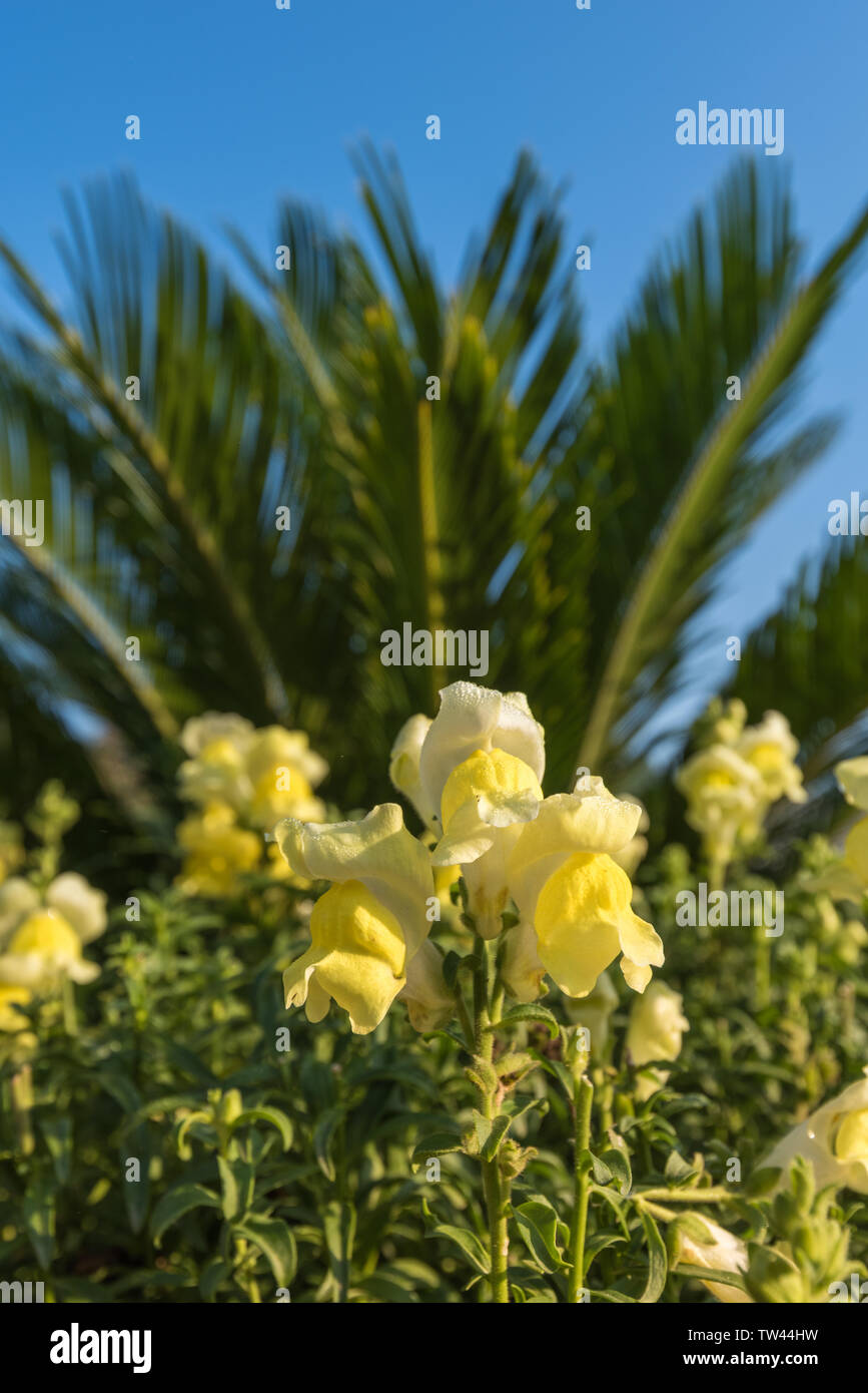 Goldfish grass hi-res stock photography and images - Alamy