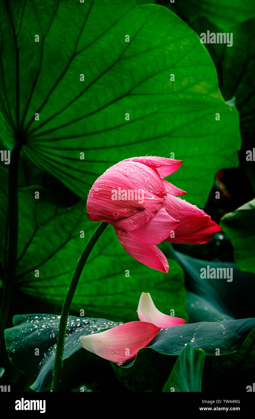 Foreign colors and lotus flowers of plants hi-res stock photography and ...