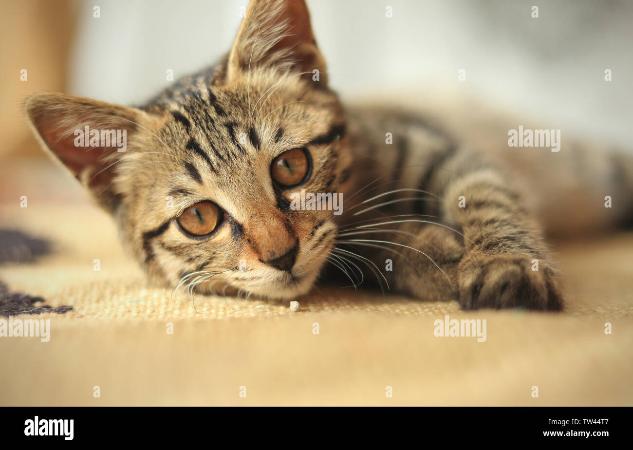 Cute simple tiger hi-res stock photography and images - Alamy