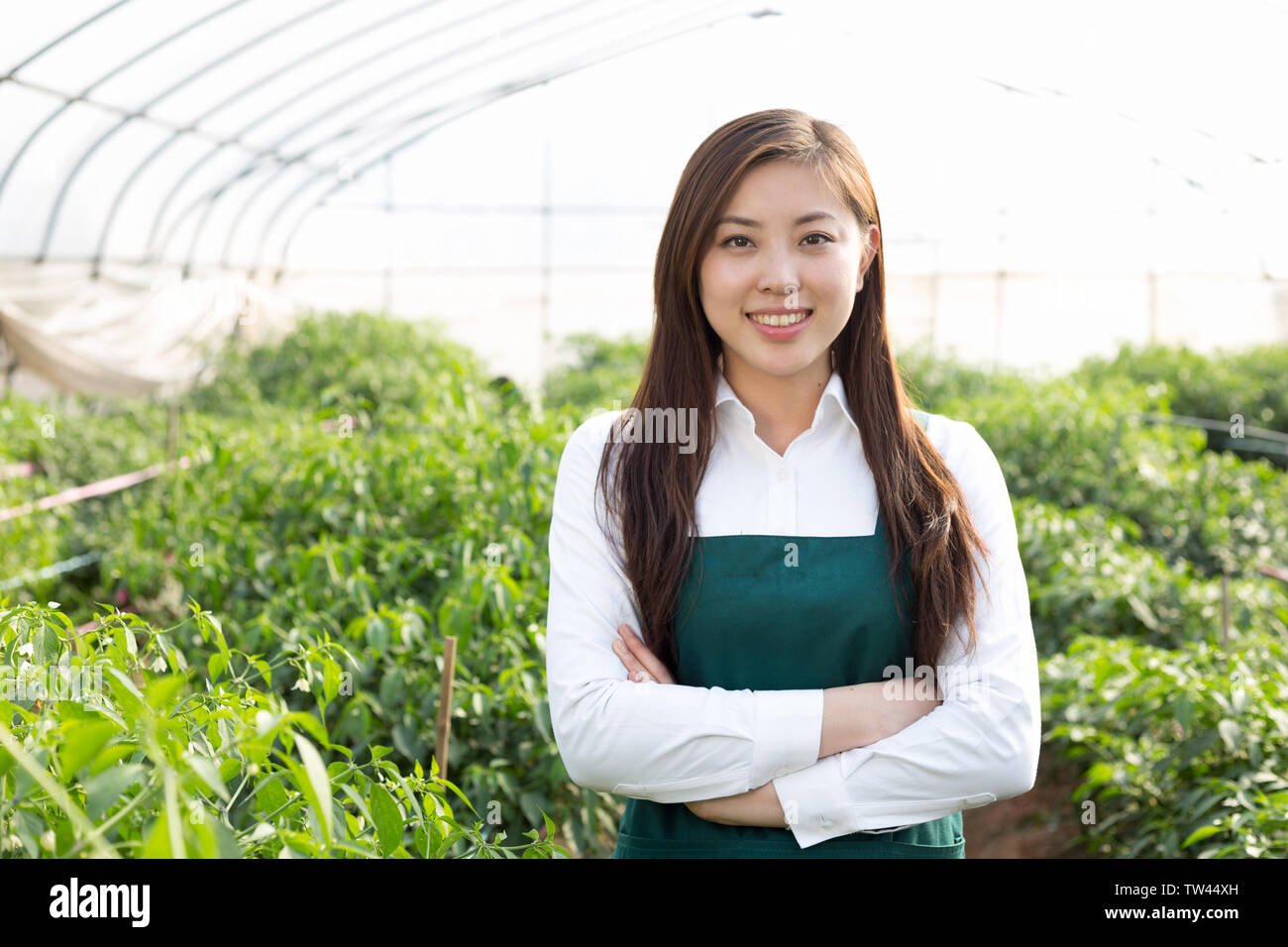 young pretty chinese woman agronomist working in green house Stock ...