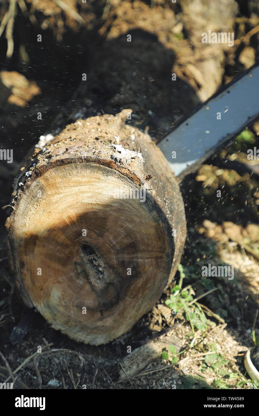 Filthy trees hi-res stock photography and images - Alamy