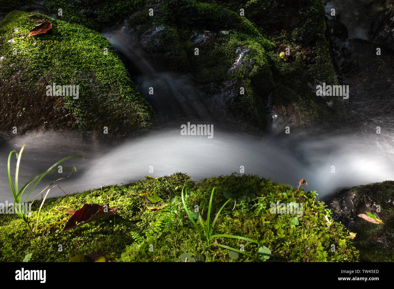 Deep mountain moss flowing water Stock Photo - Alamy
