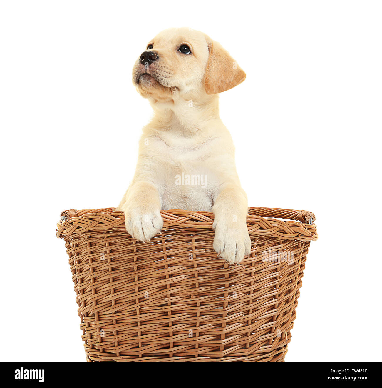 Cute labrador retriever puppy in wicker basket on white background ...