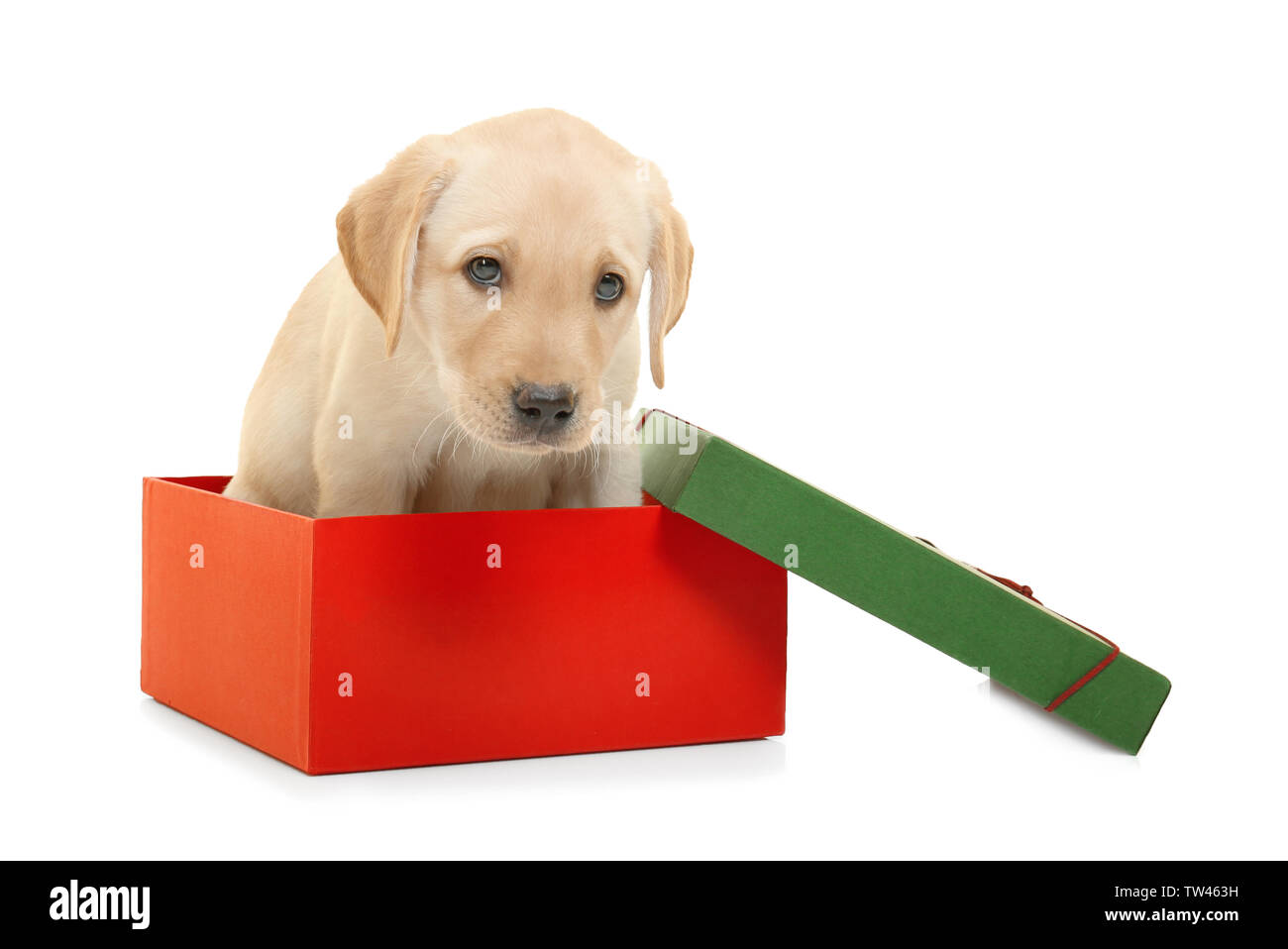 Cute labrador retriever puppy in box on white background Stock Photo ...