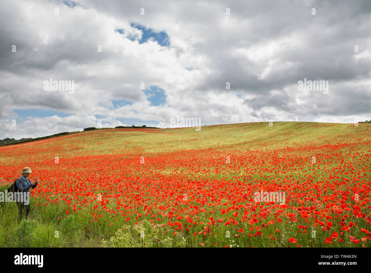 Landscape view of isolated female in hat standing by UK poppy field ...
