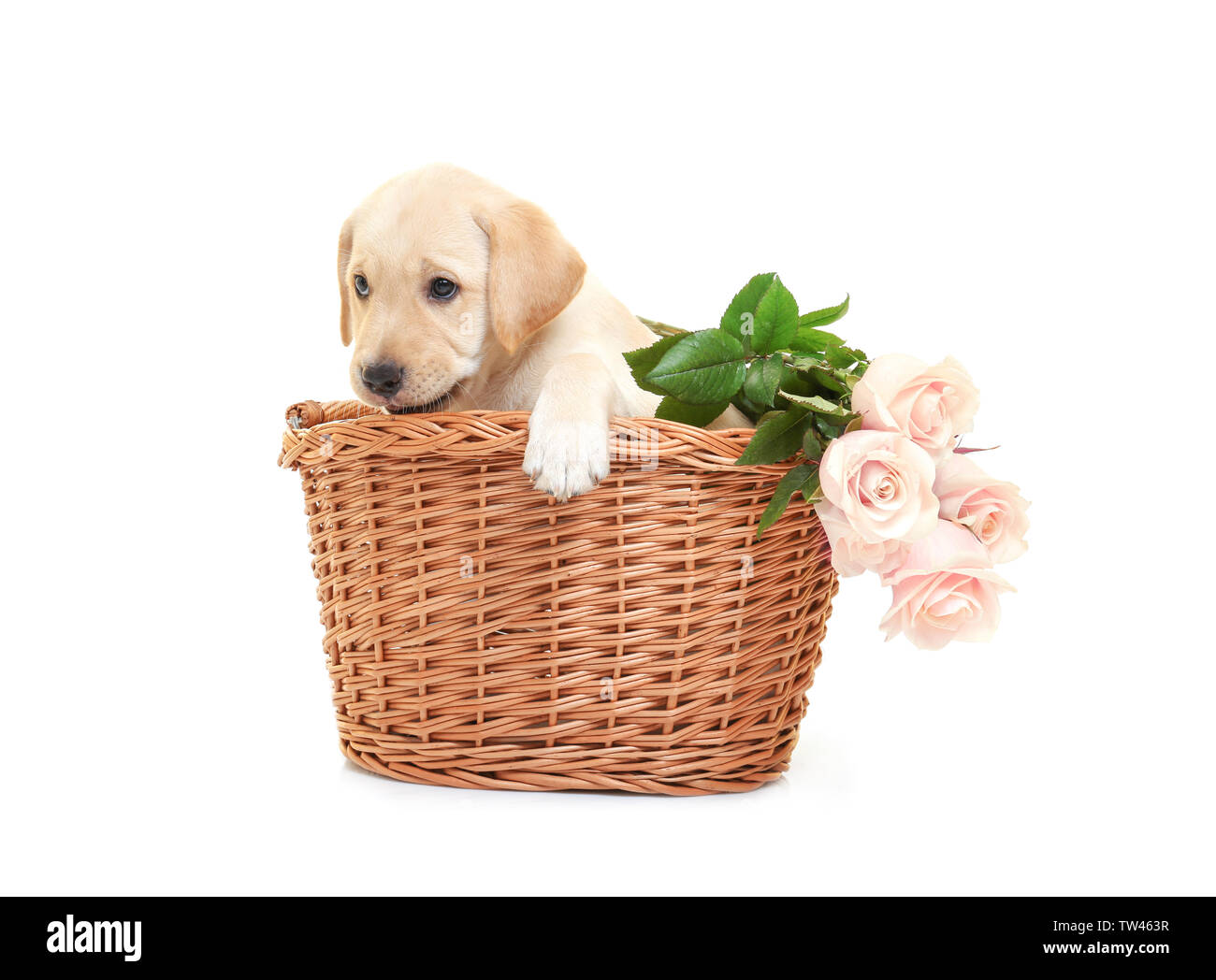 Cute labrador retriever puppy in wicker basket and bouquet of flowers ...