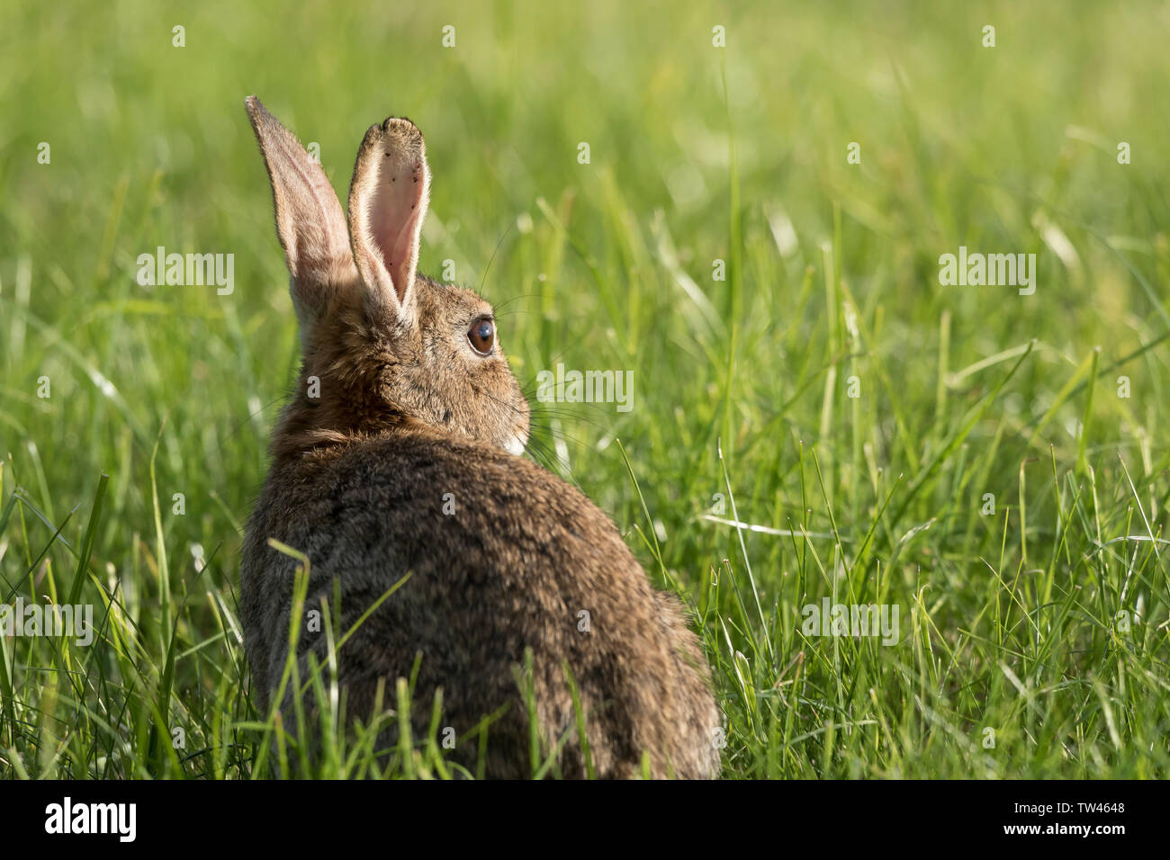 Rabbit Rear View High Resolution Stock Photography and Images - Alamy