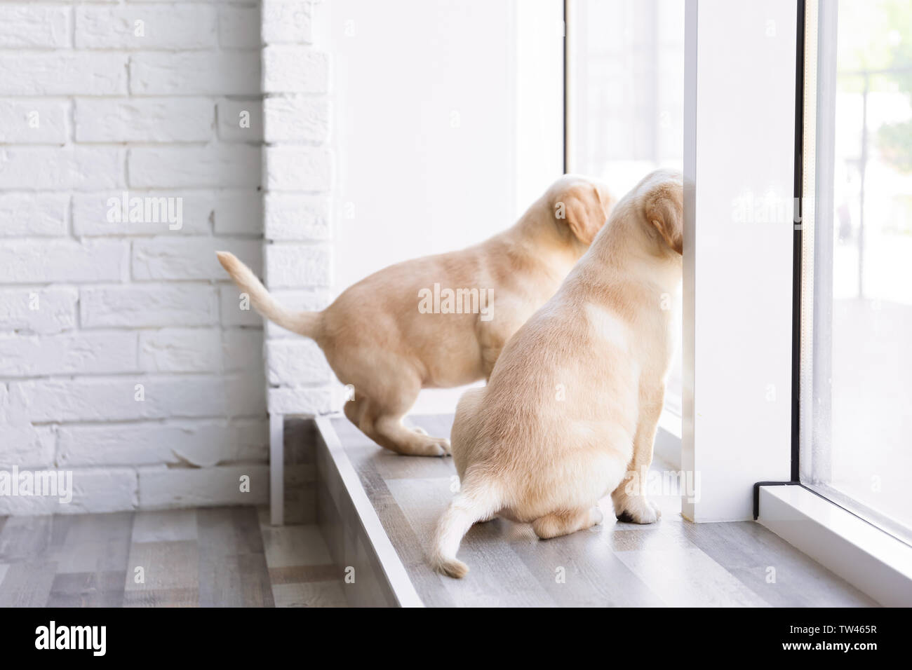 Labrador retriever looking out window hi-res stock photography and ...