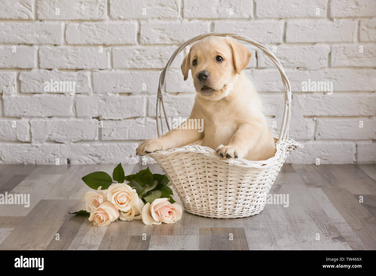 Cute labrador retriever puppy in wicker basket and bouquet of flowers ...
