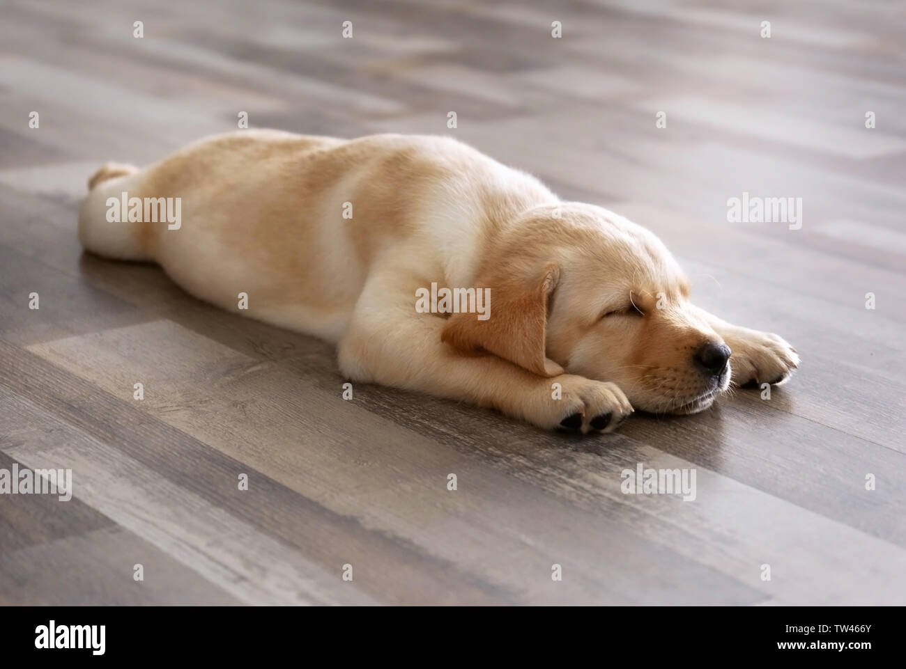How Long Should A Labrador Sleep