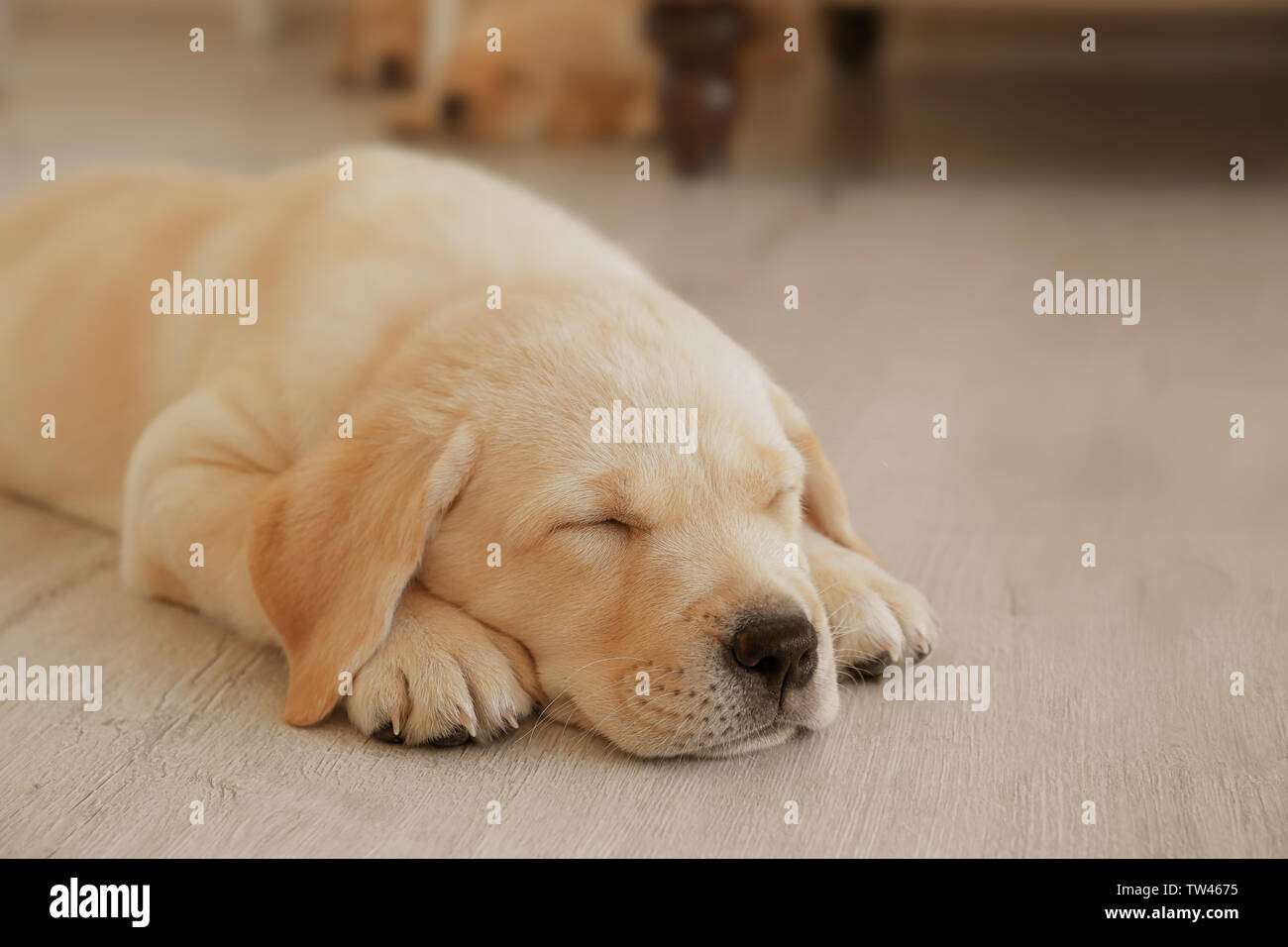 Cute Yellow Lab Puppy Sleeping
