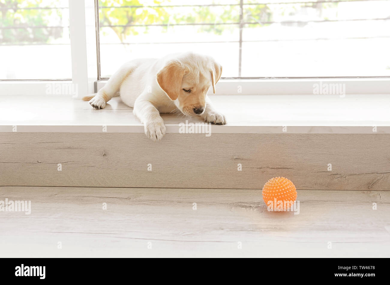 Cute labrador retriever puppy lying on window sill at home Stock Photo ...