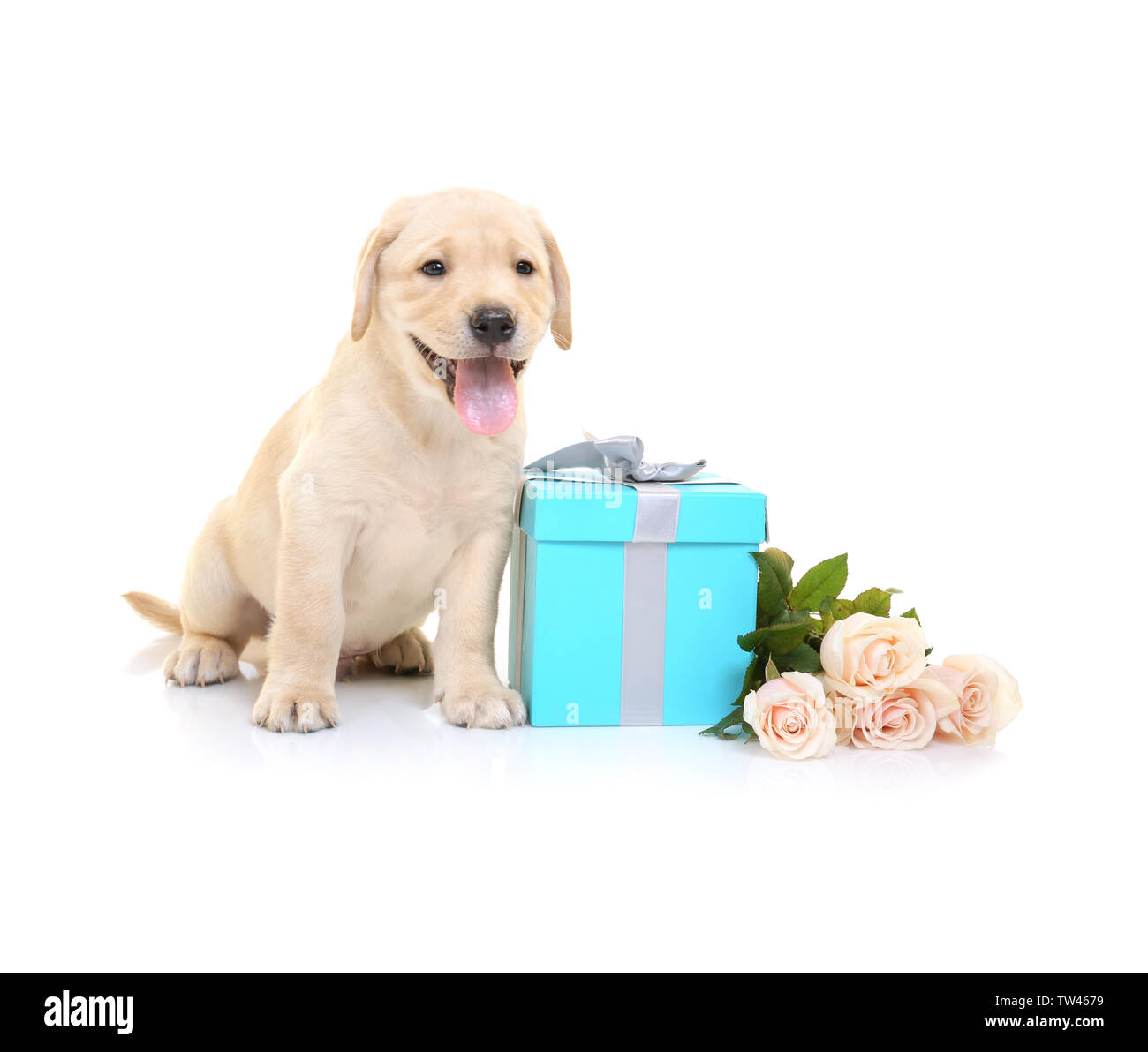 Cute labrador retriever puppy, giftbox and bouquet of flowers on white ...