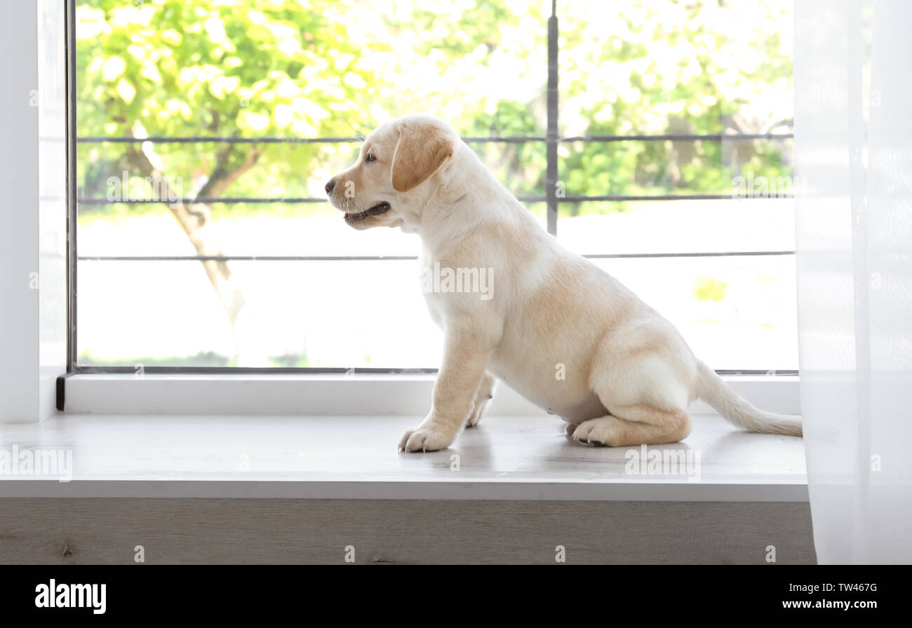Cute labrador retriever puppy on window sill at home Stock Photo - Alamy
