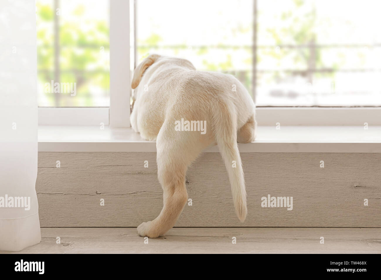 Cute labrador retriever puppy lying on window sill at home Stock Photo ...