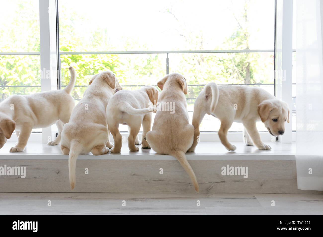 Cute labrador retriever puppies on window sill at home Stock Photo - Alamy