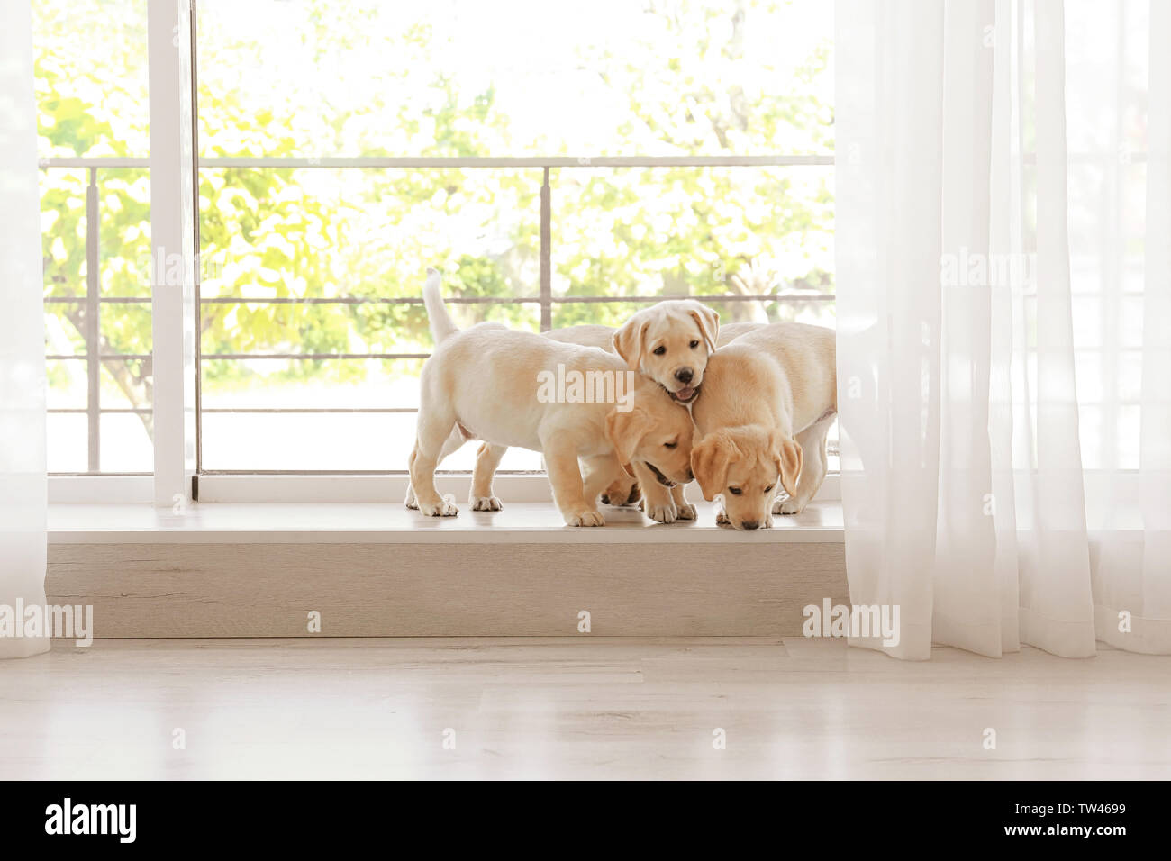Cute labrador retriever puppies on window sill at home Stock Photo - Alamy