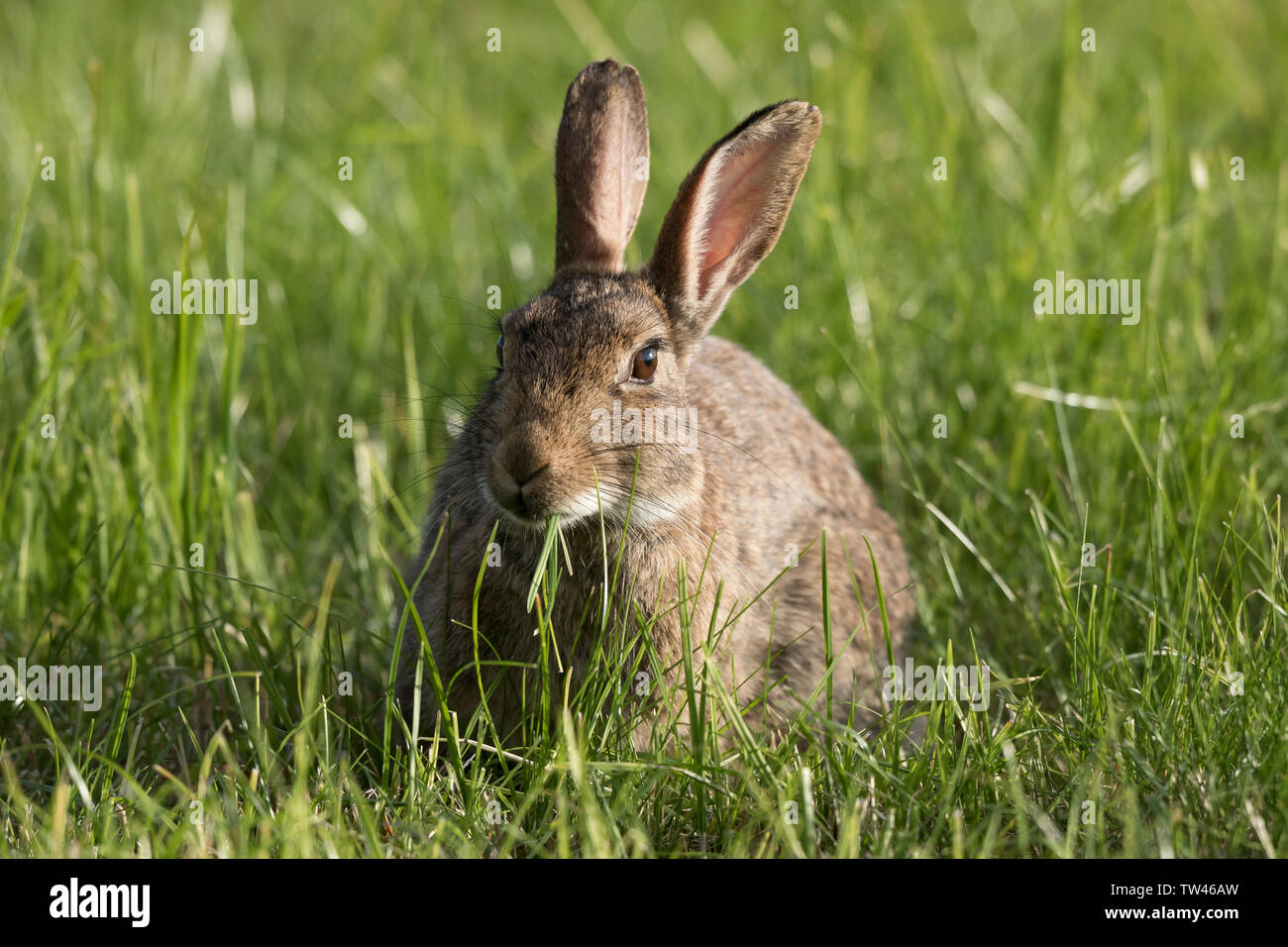 Detailed front close up of alert wild UK rabbit (Oryctolagus cuniculus ...
