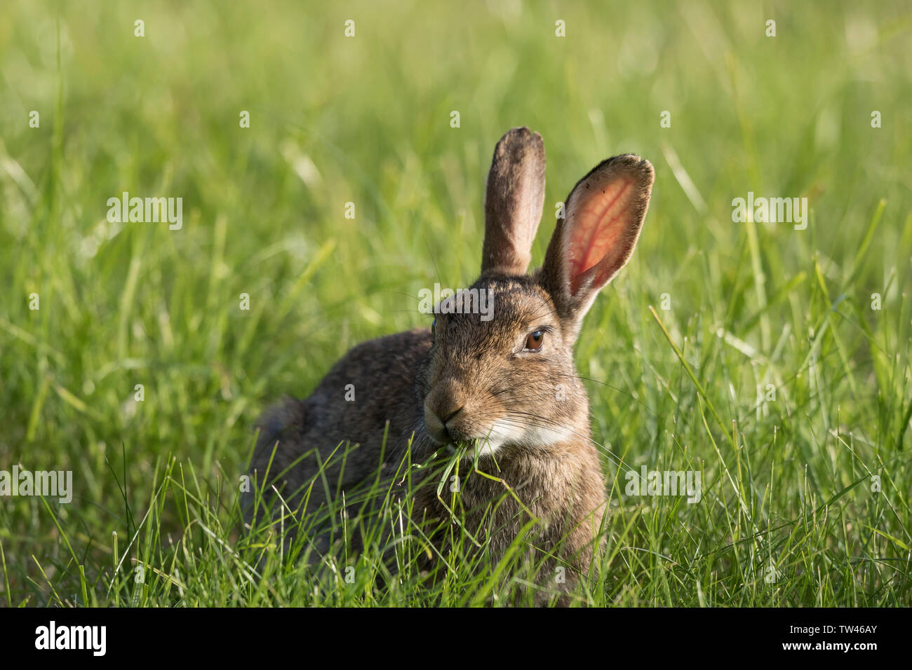 Wild Rabbits Uk High Resolution Stock Photography and Images - Alamy