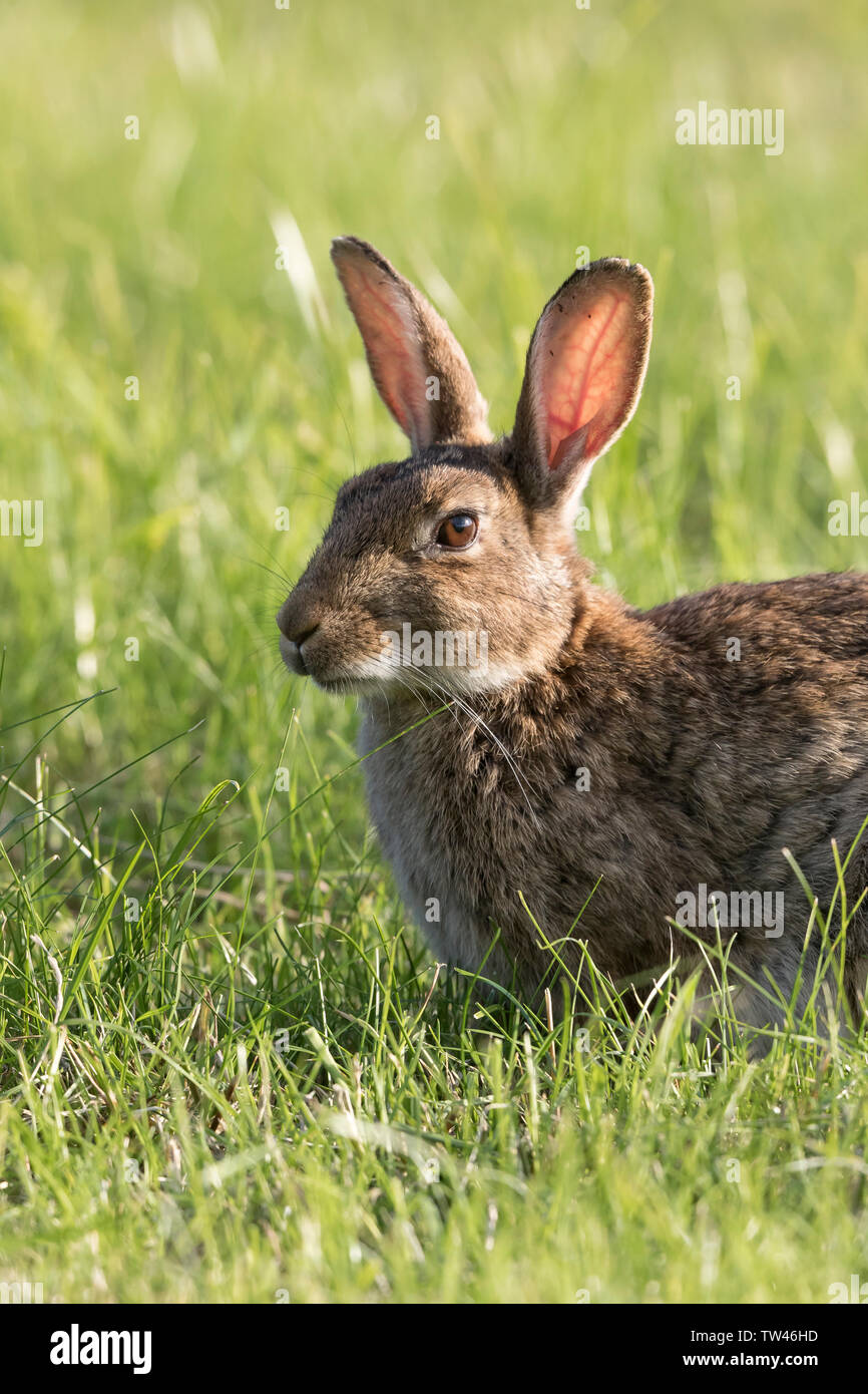 Detailed, close, side view of a wild British rabbit (Oryctolagus ...