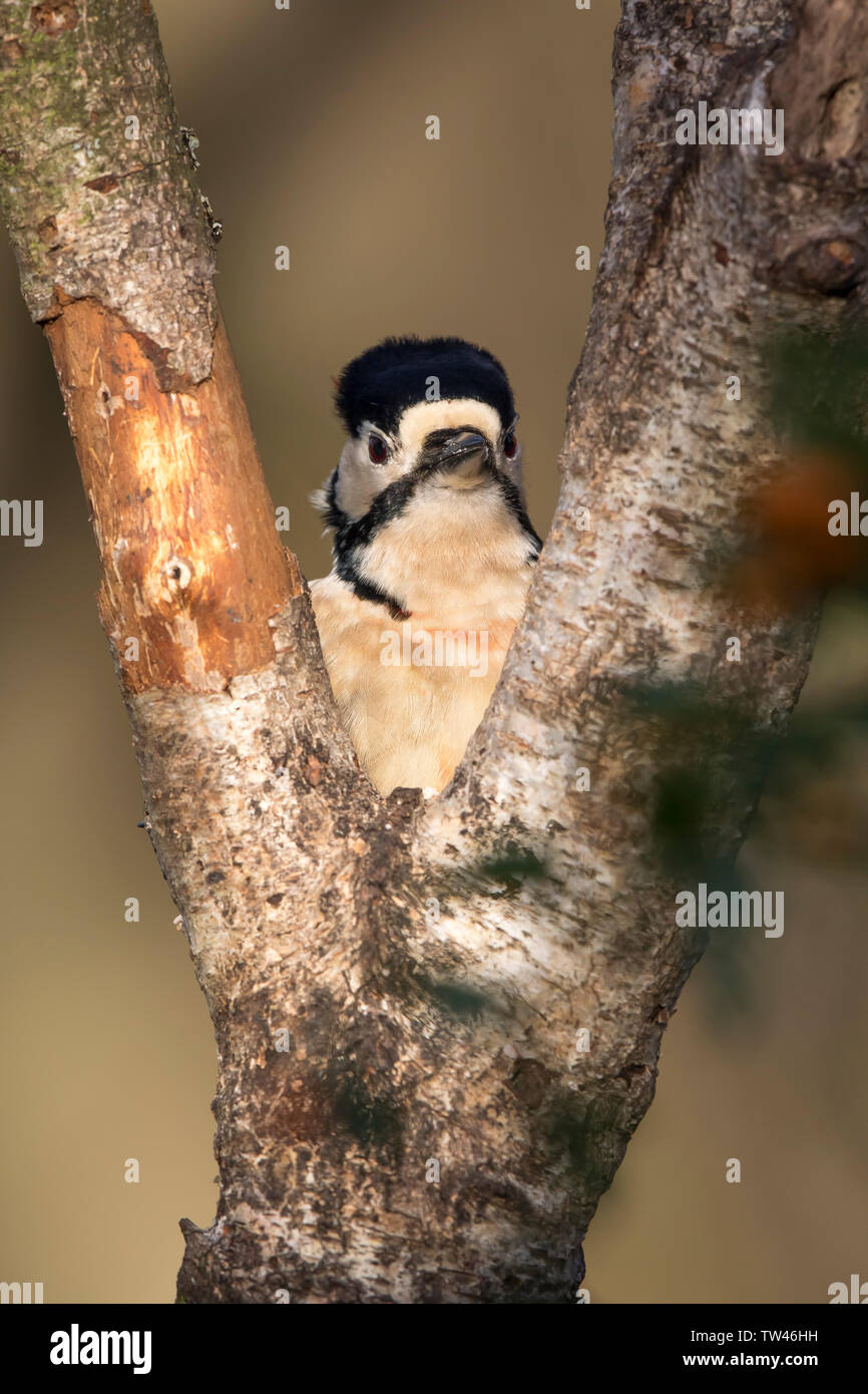 Front view close up of wild UK great spotted woodpecker bird ...