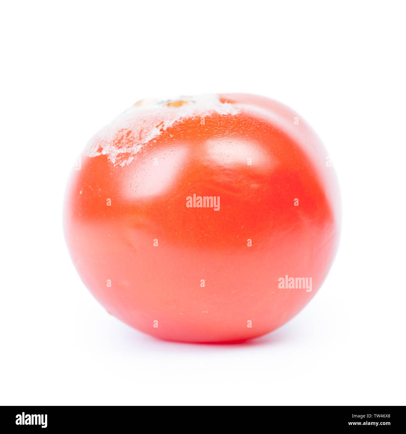 Spoiled rotten tomato isolated on white background, fungus with mold on ...
