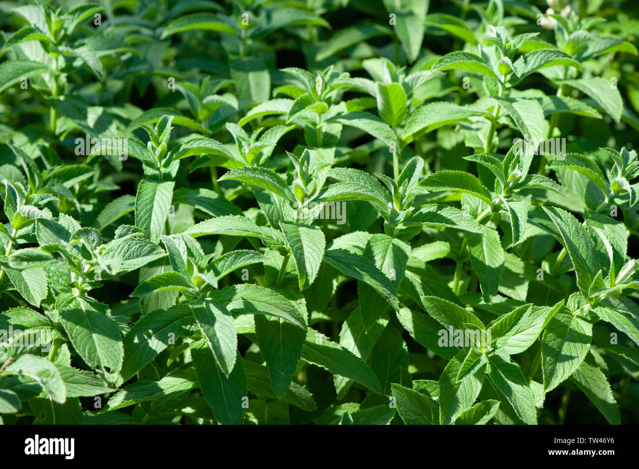 Green mint plant grow background Stock Photo - Alamy