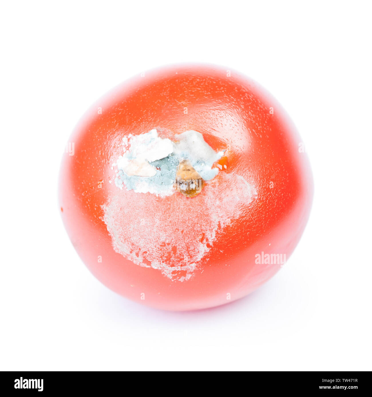 Spoiled rotten tomato isolated on white background, fungus with mold on ...
