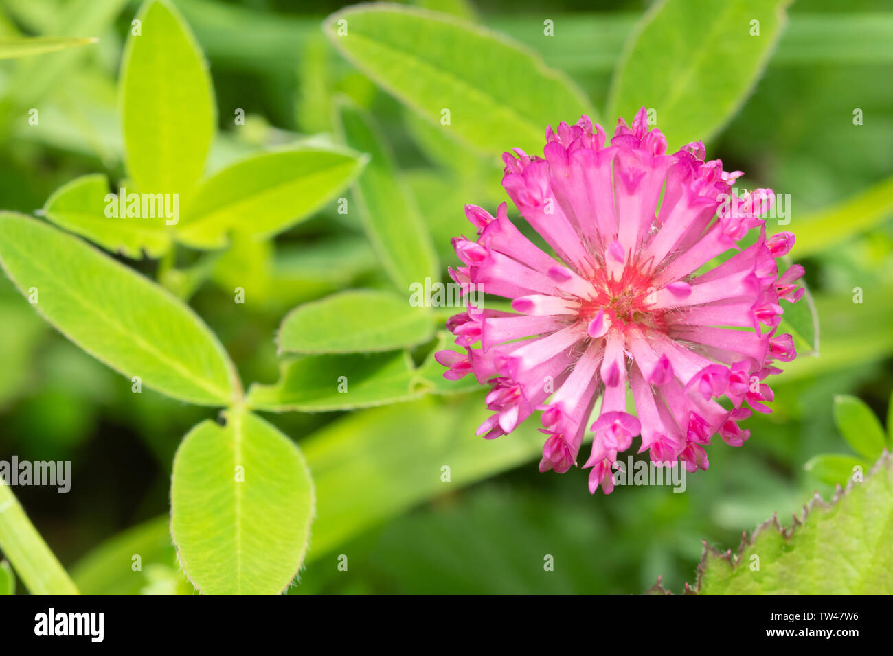 Pink (red) clover flower (Trifolium pratense), UK Stock Photo - Alamy
