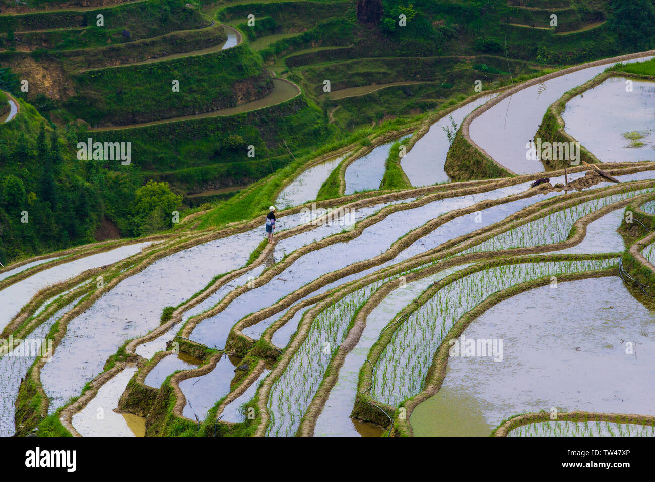 Terrace spring ploughing Stock Photo - Alamy