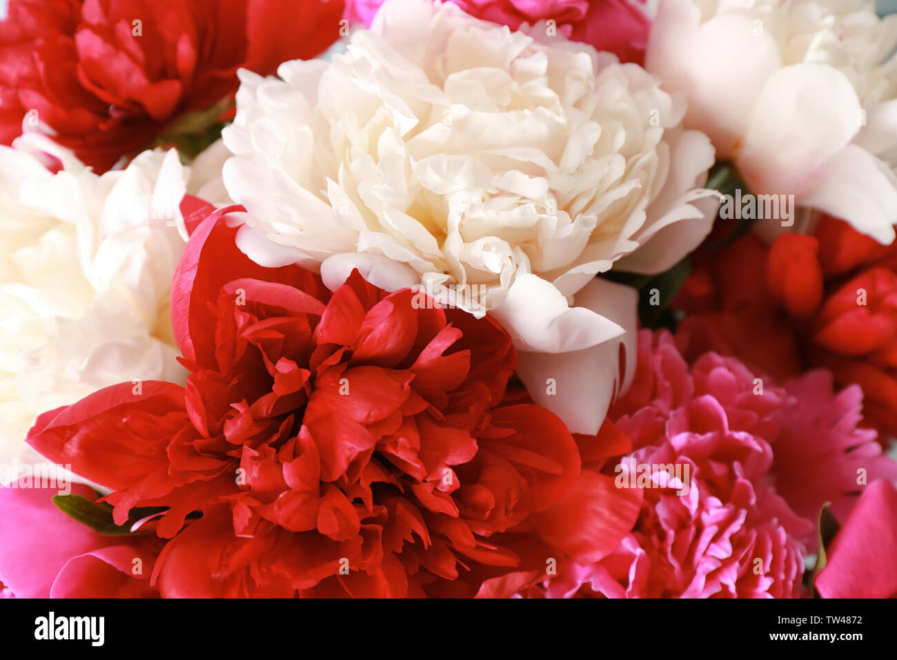 Beautiful colorful peonies as background Stock Photo - Alamy