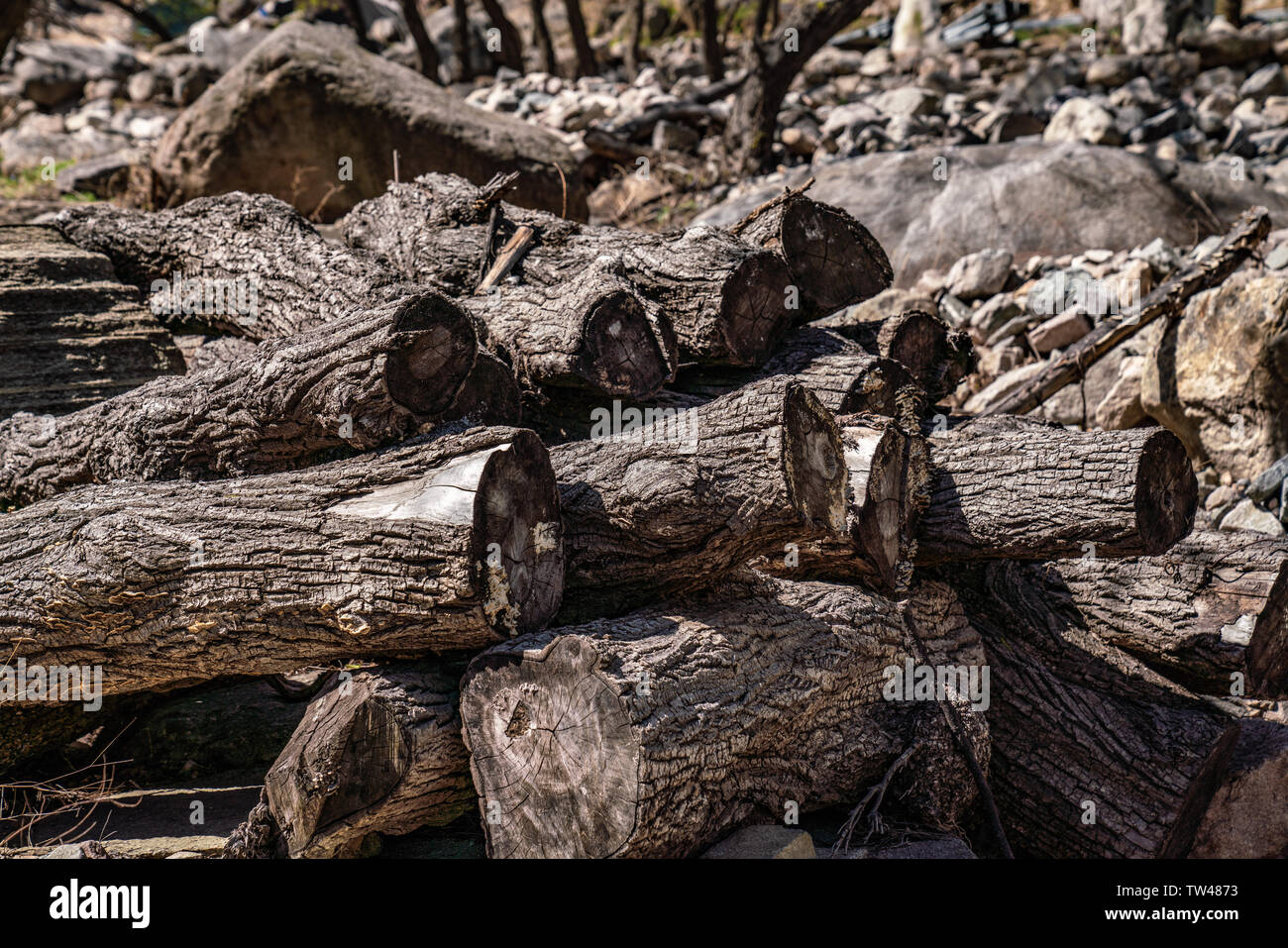 A bunch of dry trunks Stock Photo - Alamy