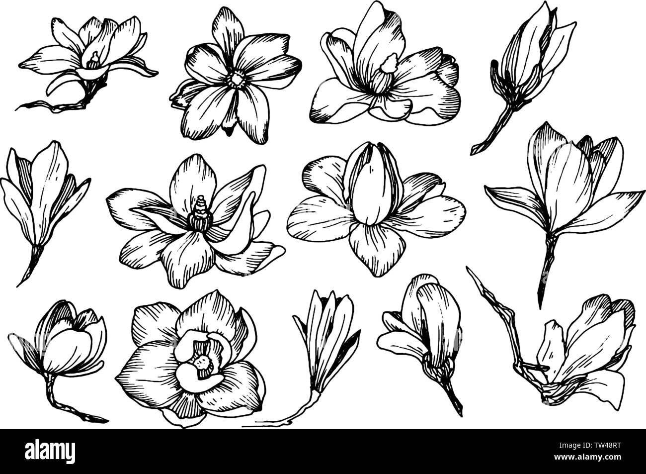 Magnolia flowers in background Stock Vector Images - Alamy