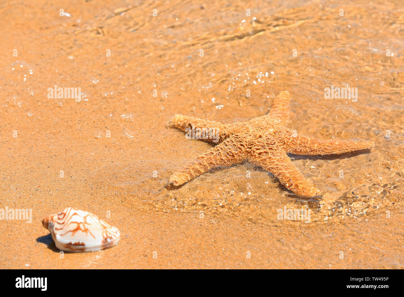 Starfish and shell at sea shore. Vacation concept Stock Photo - Alamy