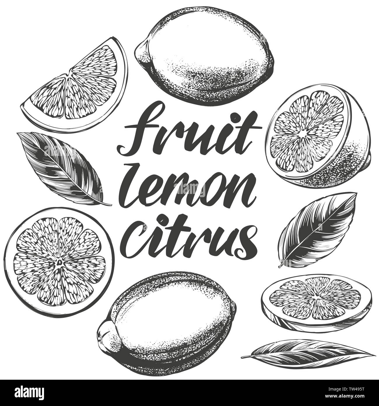 fruit lemon citrus with leaves set isolated on white background hand drawn vector illustration ...