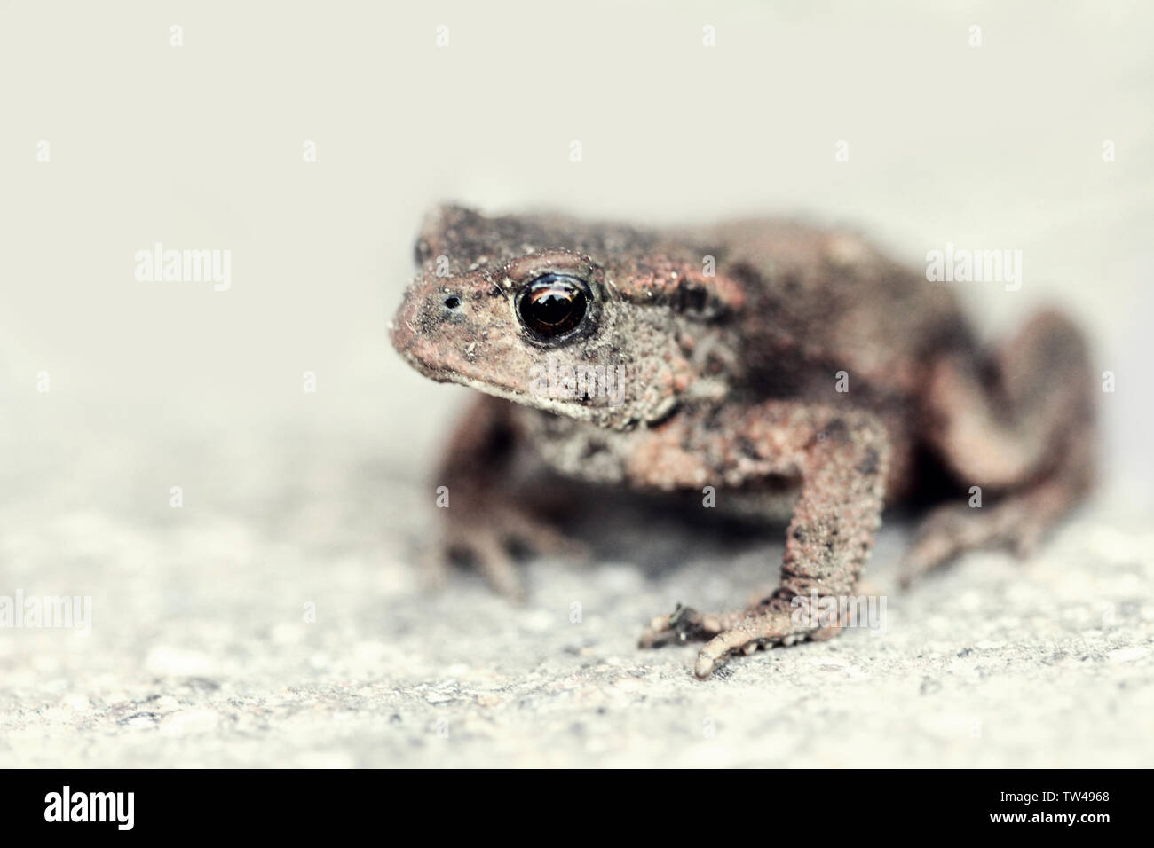 Common Toad Migration High Resolution Stock Photography and Images - Alamy