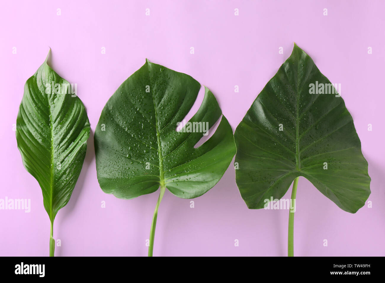 Green tropical leaves on color background Stock Photo - Alamy