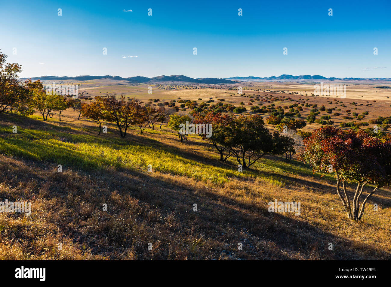 Autumn scenery of maple trees in Tongliao Xilinguo Dai Qintara prairie ...