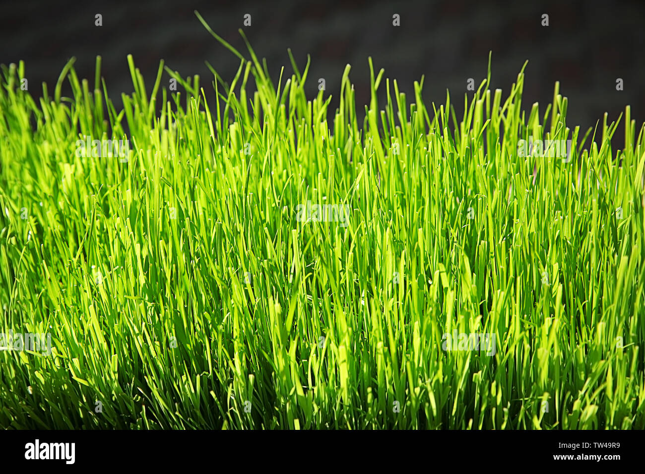 Closeup view of green grass Stock Photo - Alamy