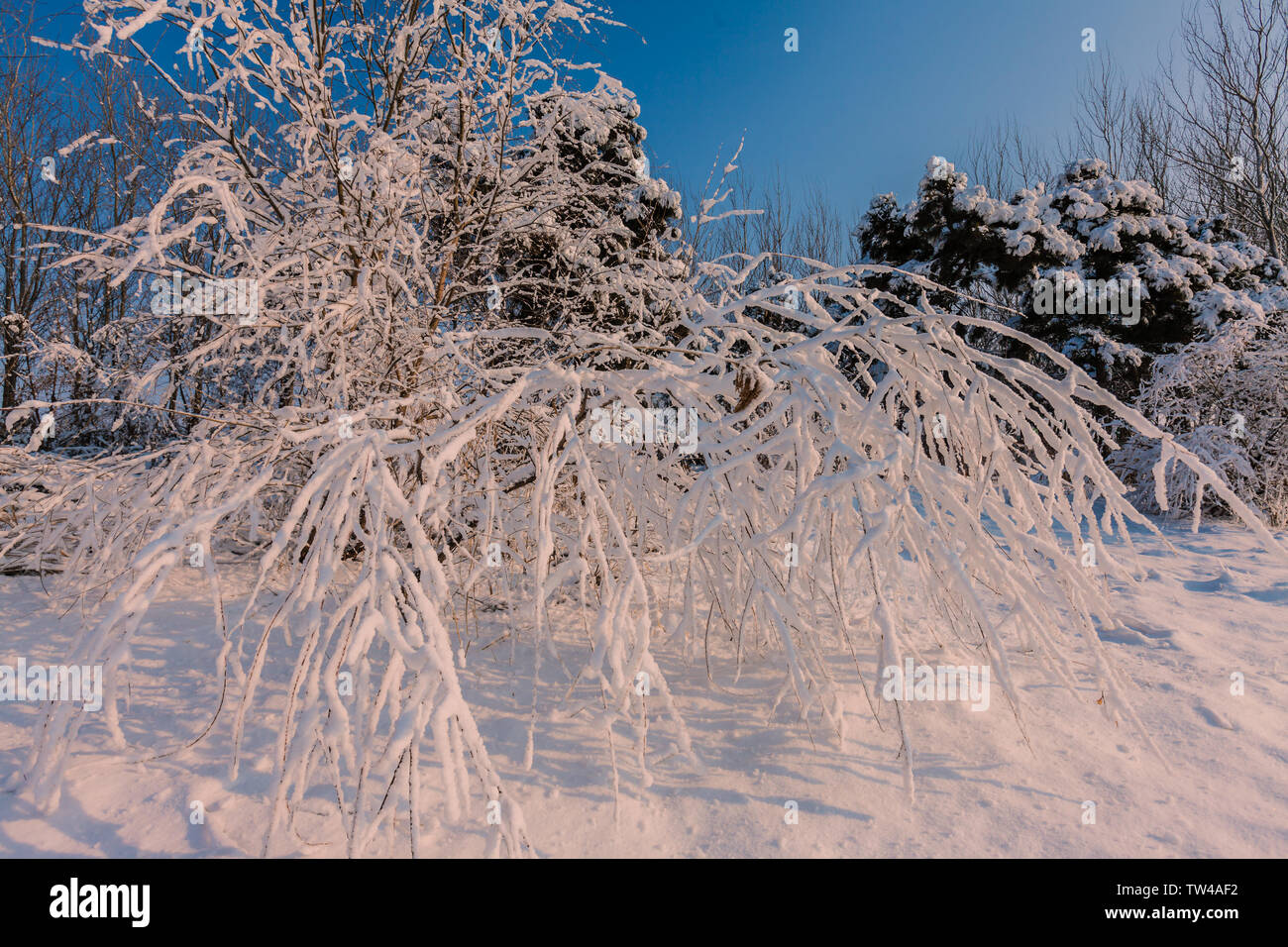 Northern winter frost frozen tree hanging landscape Stock Photo - Alamy