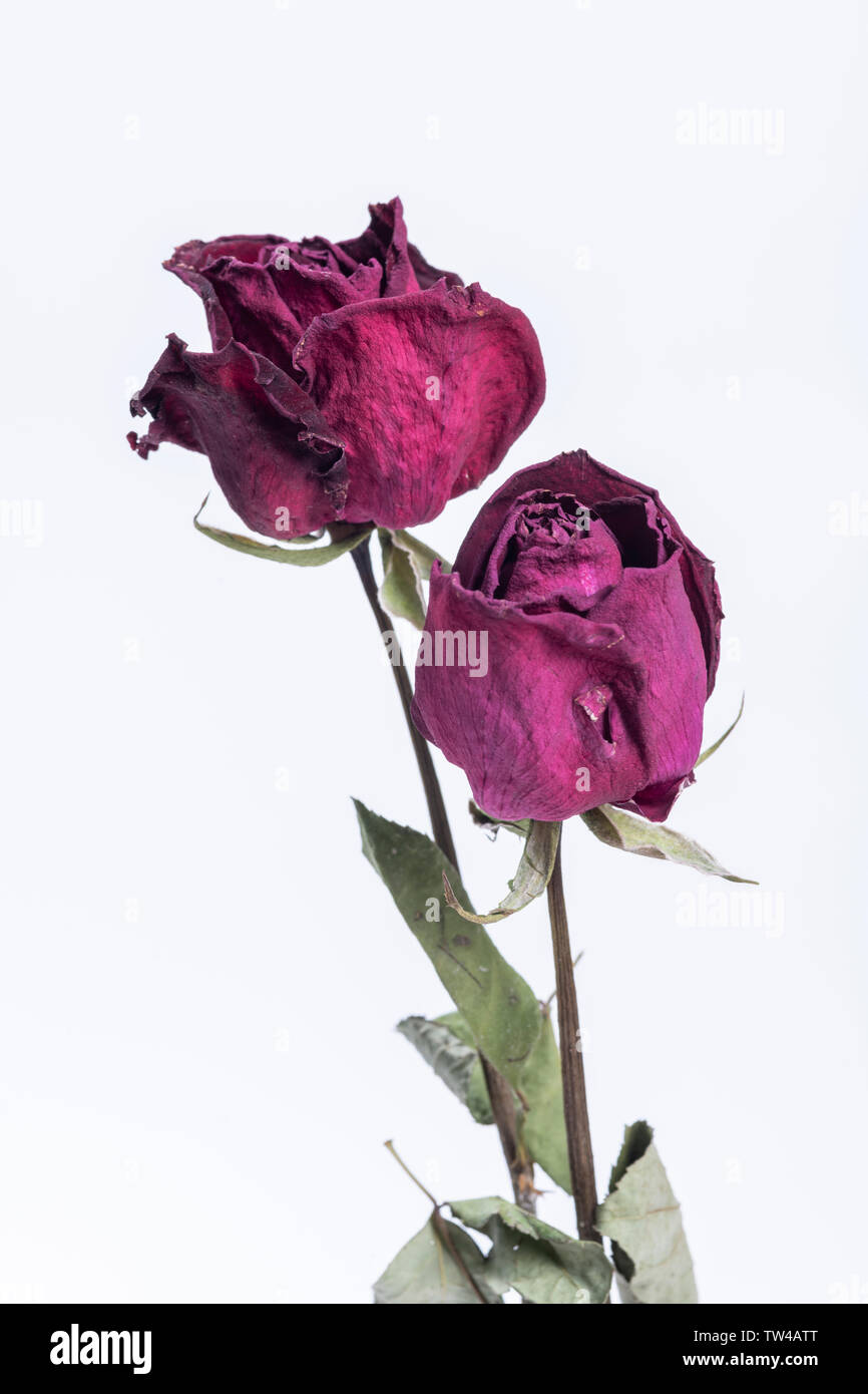 Wilting single red rose hi-res stock photography and images - Alamy