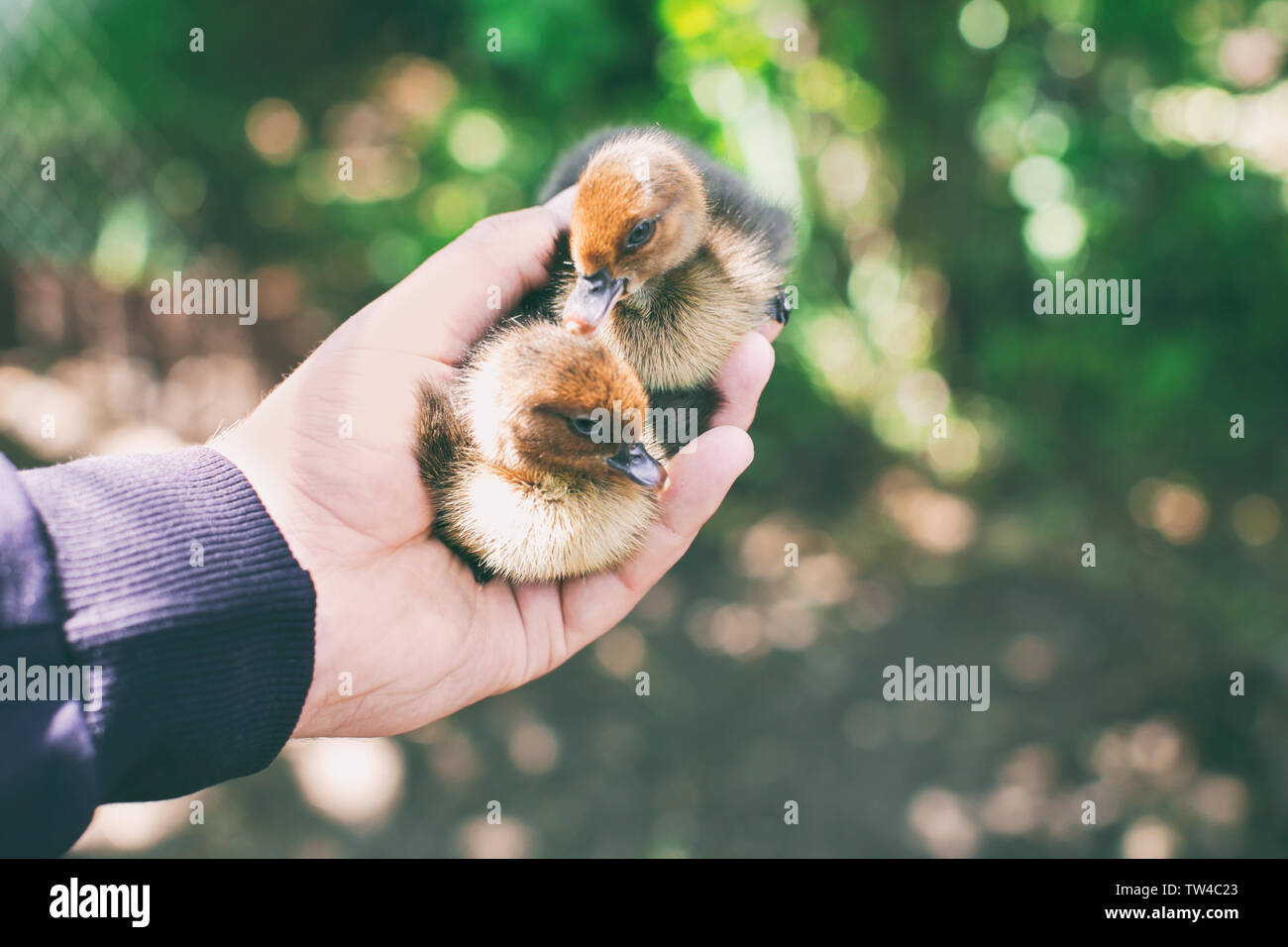 Cute sweet yellow ducklings baby hi-res stock photography and images ...