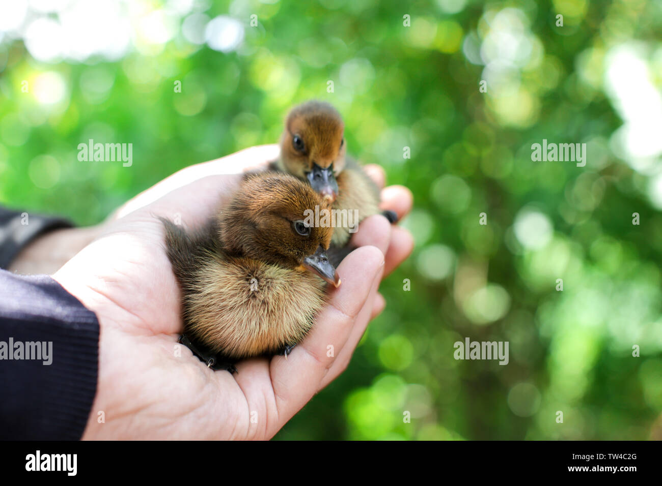 Human hand holding cute small ducklings on sunny day Stock Photo - Alamy