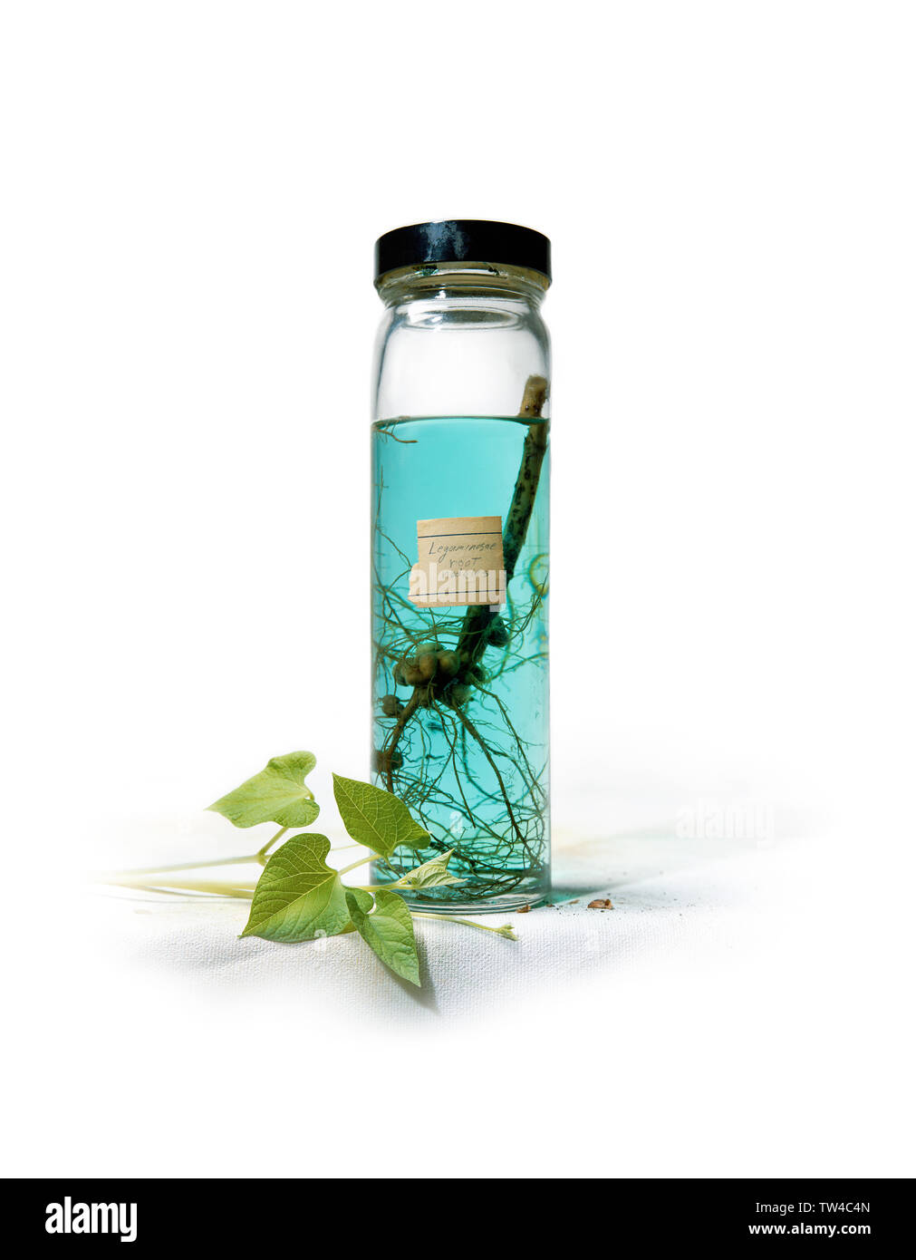 Botanical science laboratory specimen jar with preserved legume root ...