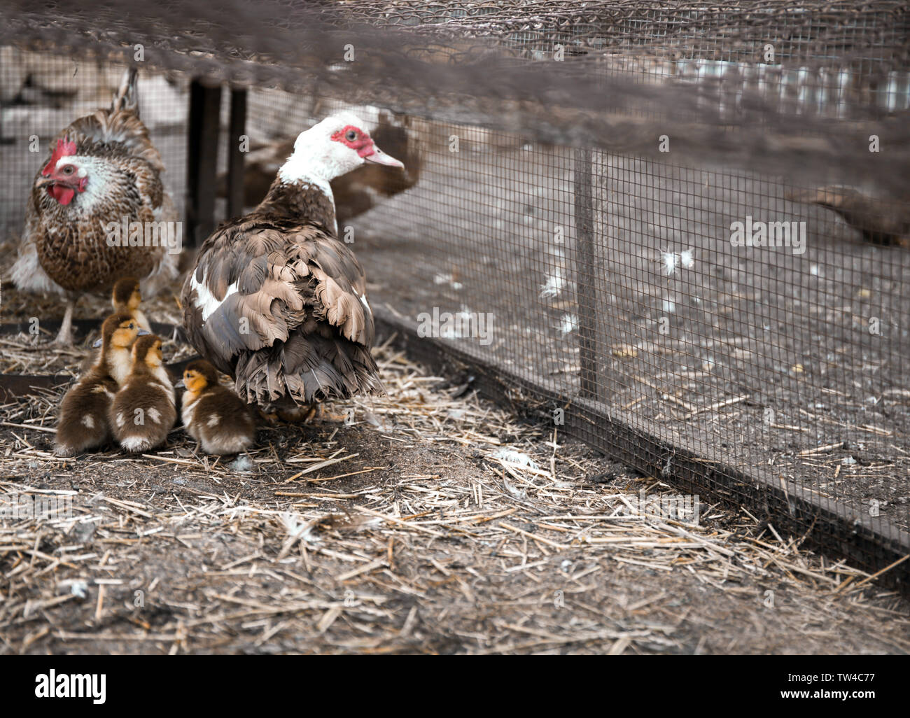 Muscovy duck chicken hi-res stock photography and images - Alamy
