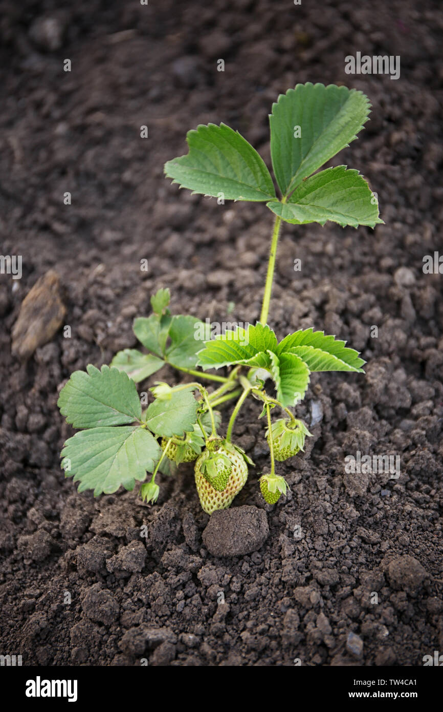 Bush of strawberry plant in garden Stock Photo - Alamy